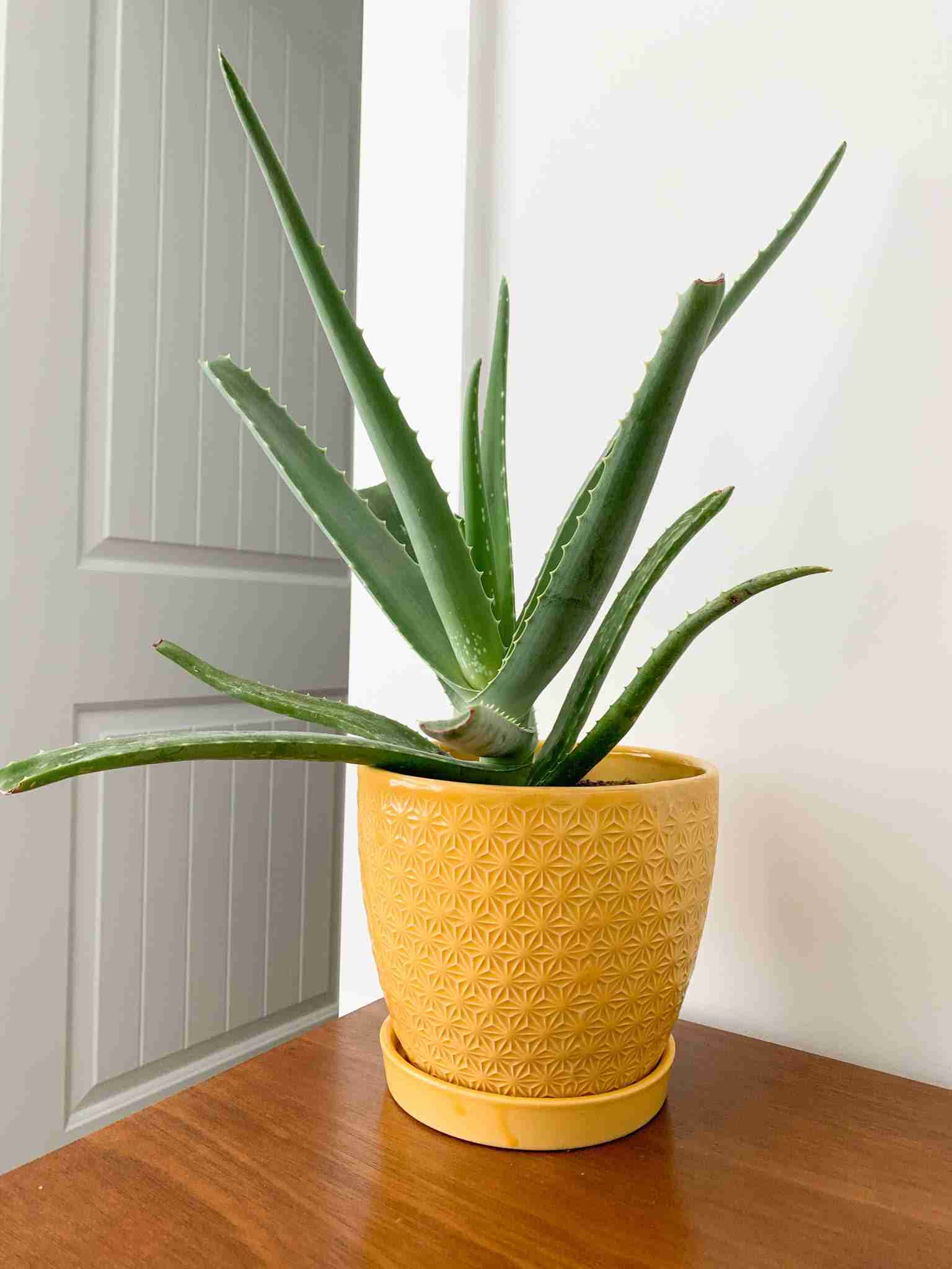 10 Best Office Plants For Productivity and Reduced Stress